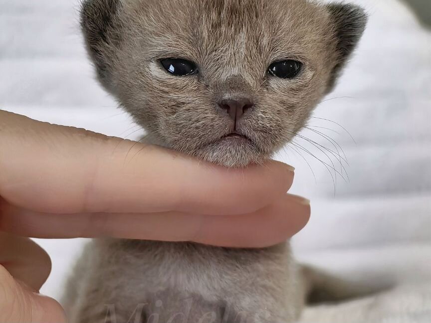 Бурманские котята