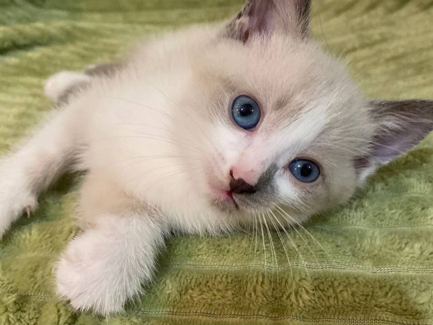 Котенок