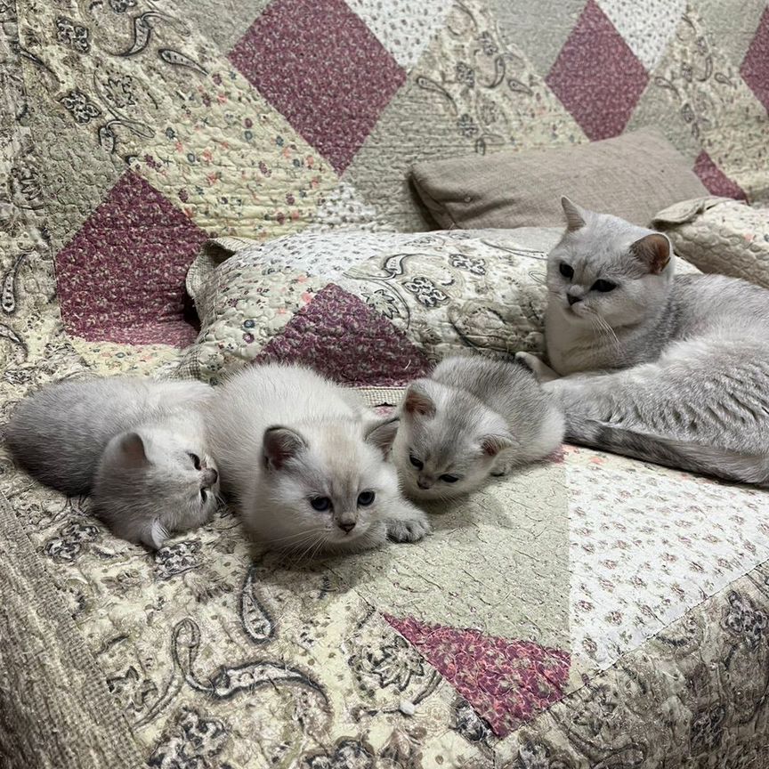 Котята серебристой шиншиллы
