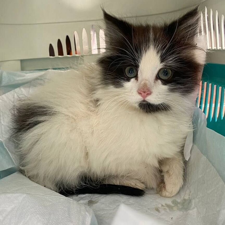 Котёнок в добрые руки