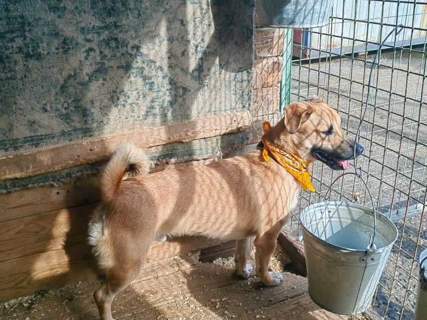 Чудесный коротколапик попал в приют