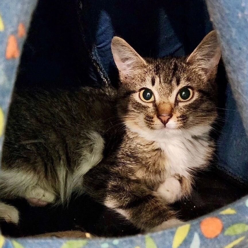 Клевый котенок. 3,5 месяца