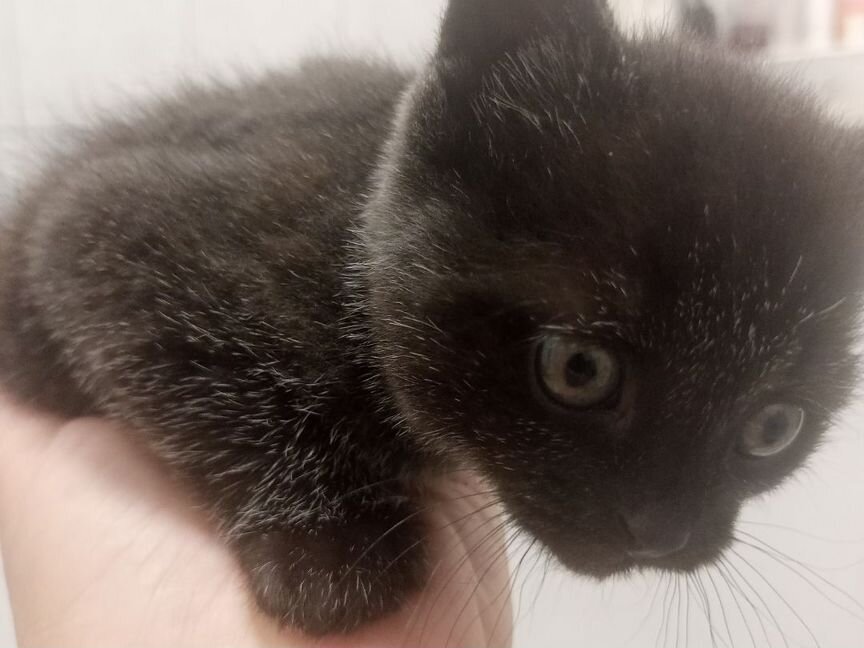 Кошка