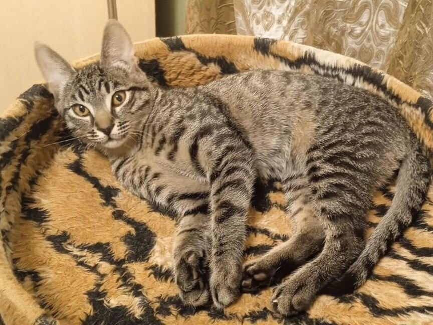 Котенок-мальчик в добрые руки