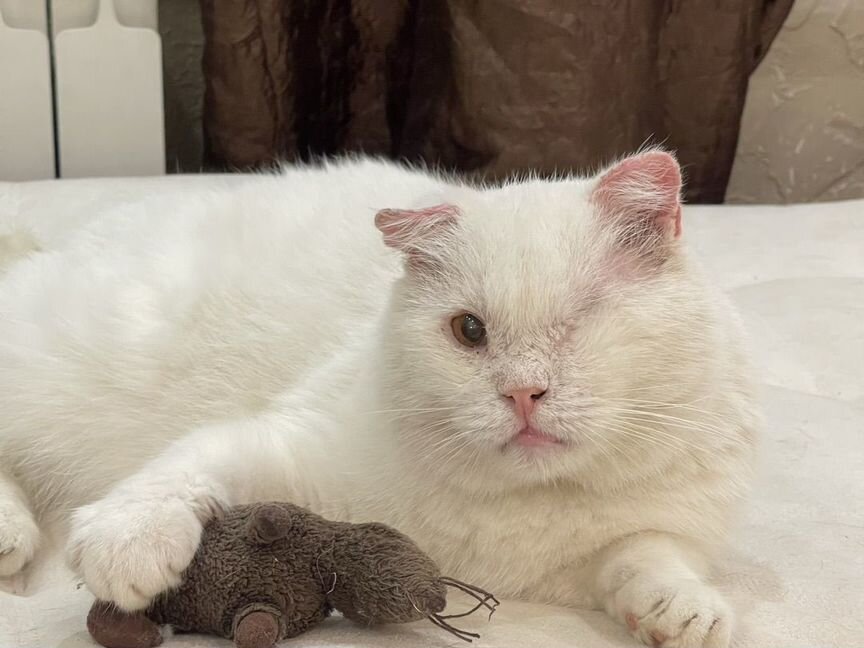 Особенный кот для избранных