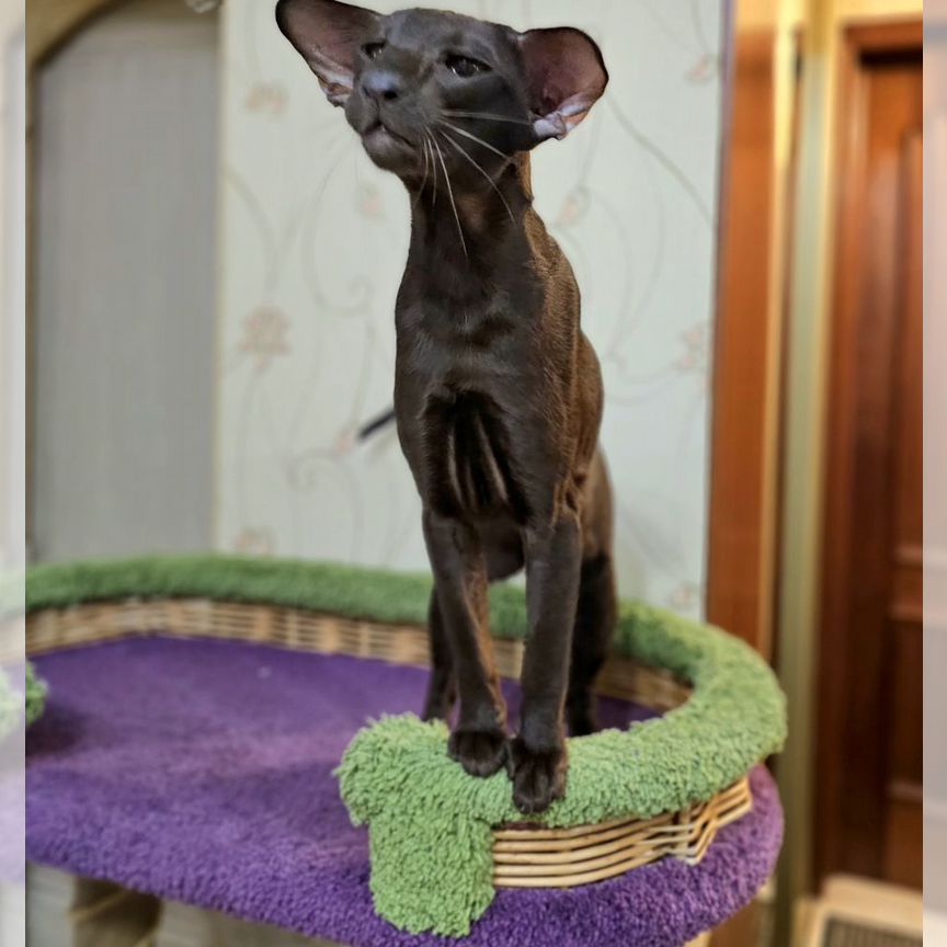 Ориентальный, взрослый кот