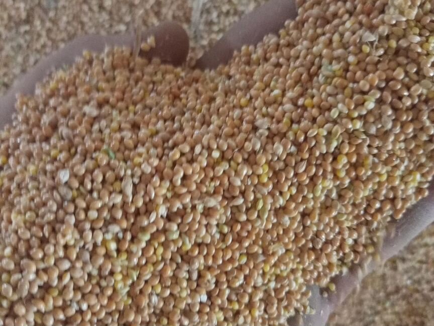 Продаю просо