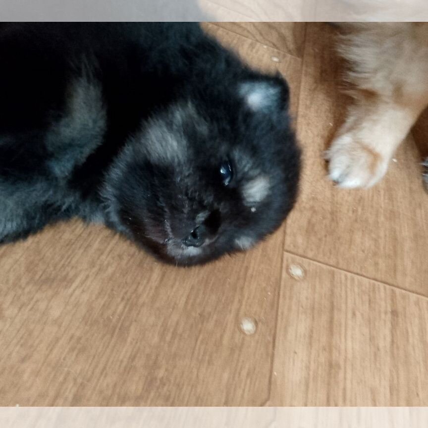 Померанский шпиц, щенок