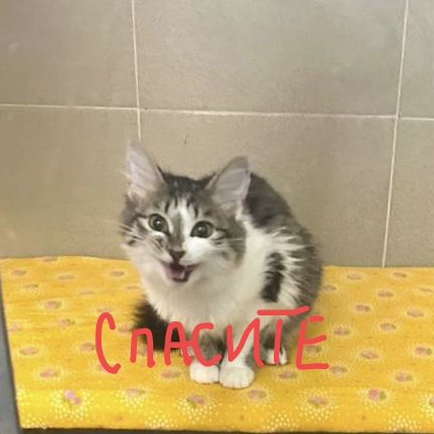 Два котёнка с лейкозом и огромным долгом