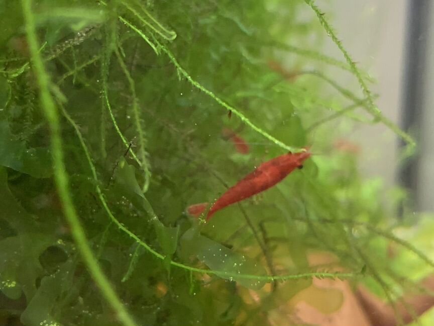 Креветки chery вишня