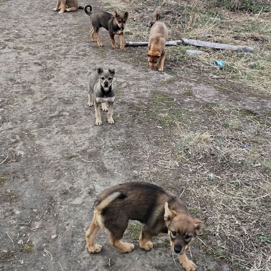 Щенок в добрые руки