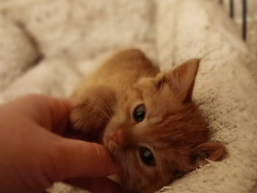 Рыжий котенок девочка ищет семью