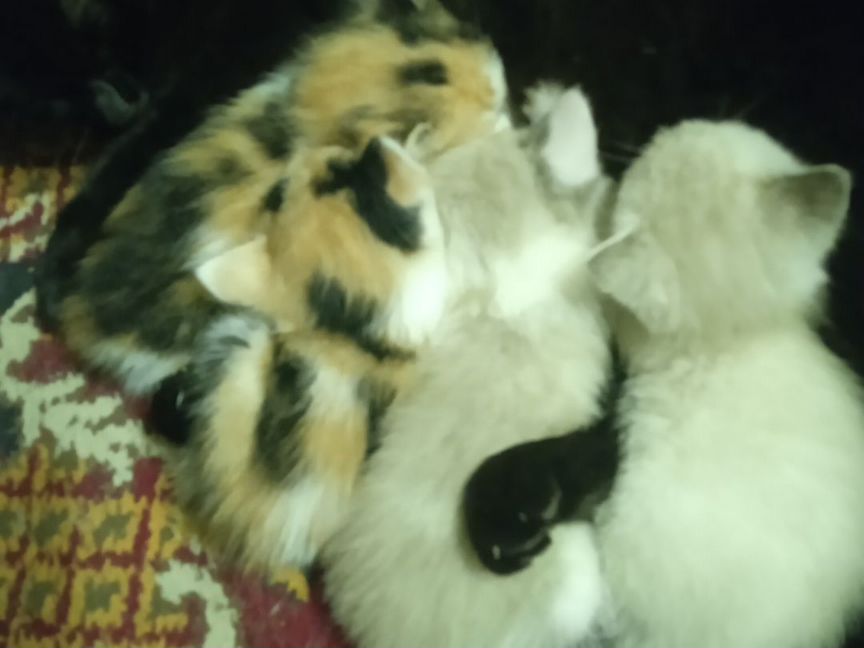 Кошки