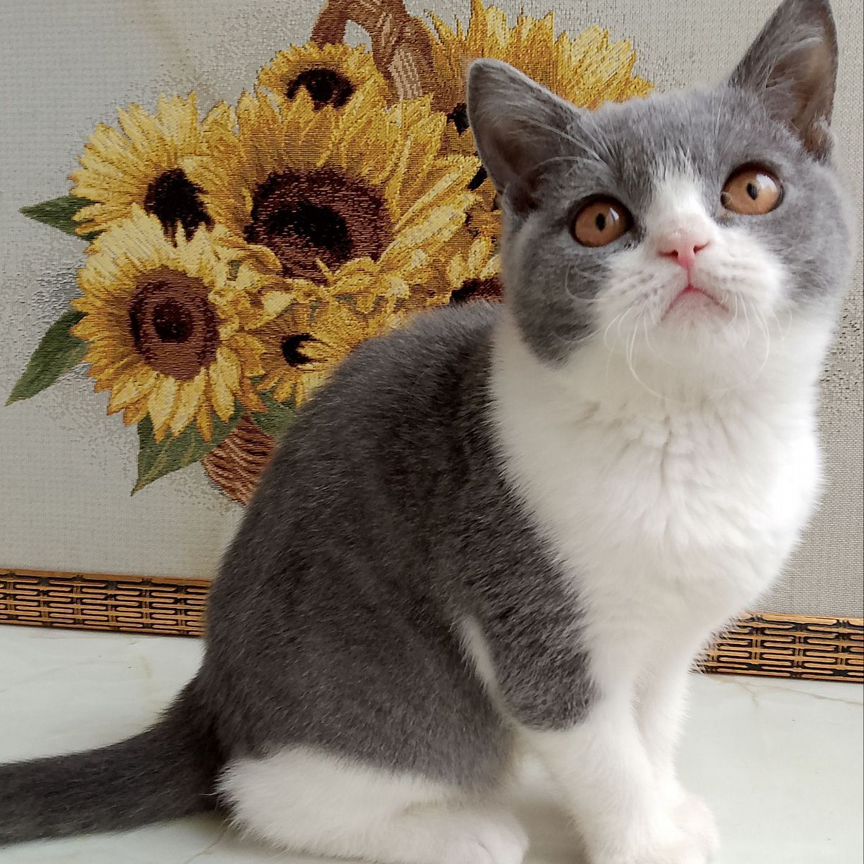 Очень ласковый котик