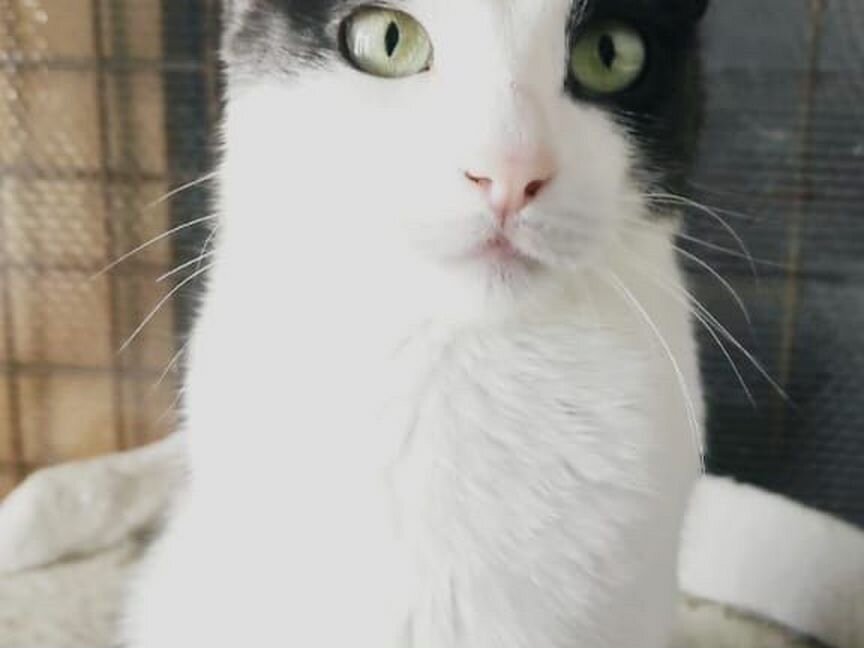 Самый удобный котик