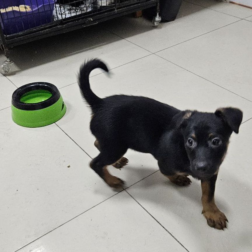 Щенки в добрые руки