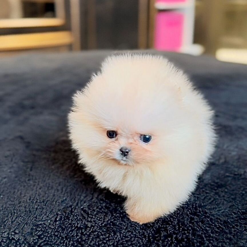 Меньше не бывает, micro pom male