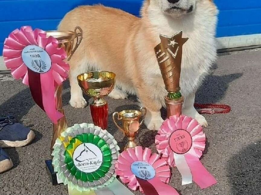 Кобель для вязки