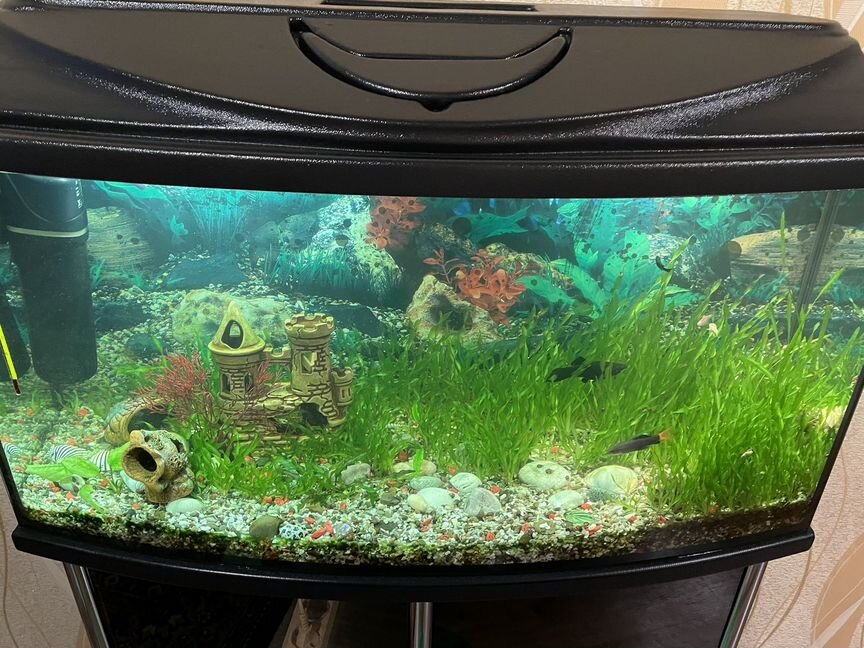 Аквариумные растения