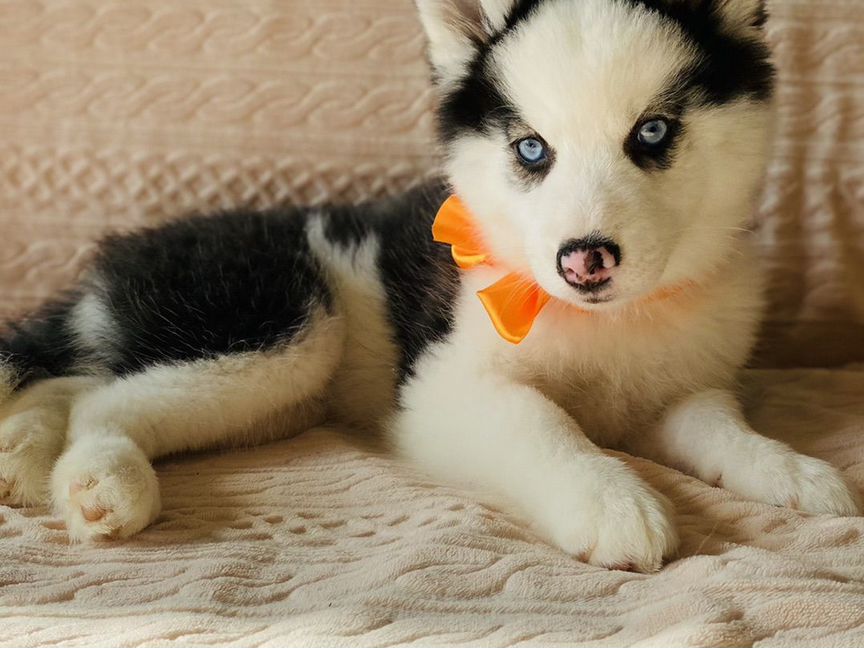 Помски Pomsky