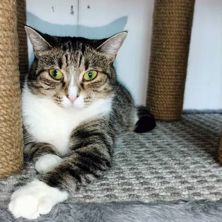 Канапе достаточно настрадалась, нужен дом