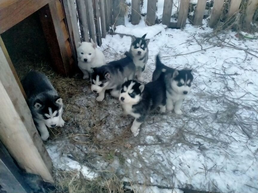 Щенки сибирской хаски
