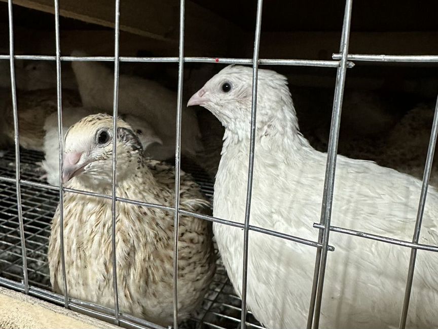 Перепела петушок