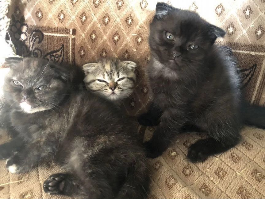 Вислоухие Шотландские котята (скоттиш-фолд)