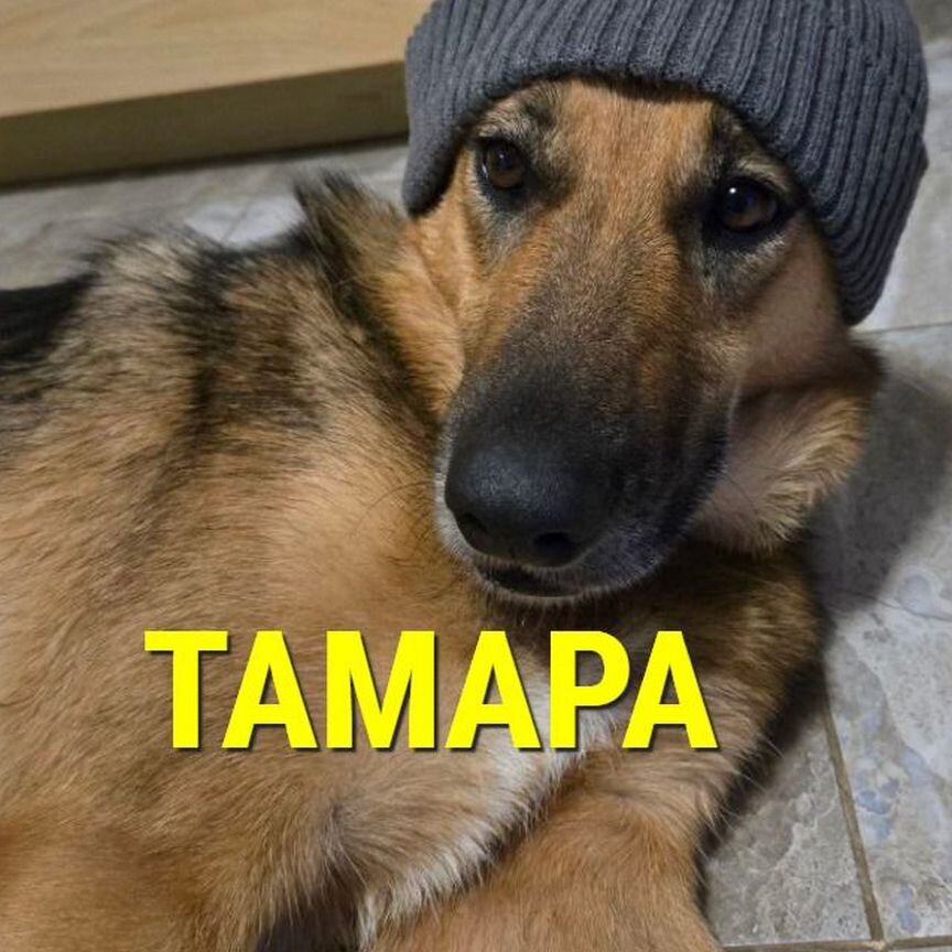 Взрослая собака в добрые руки