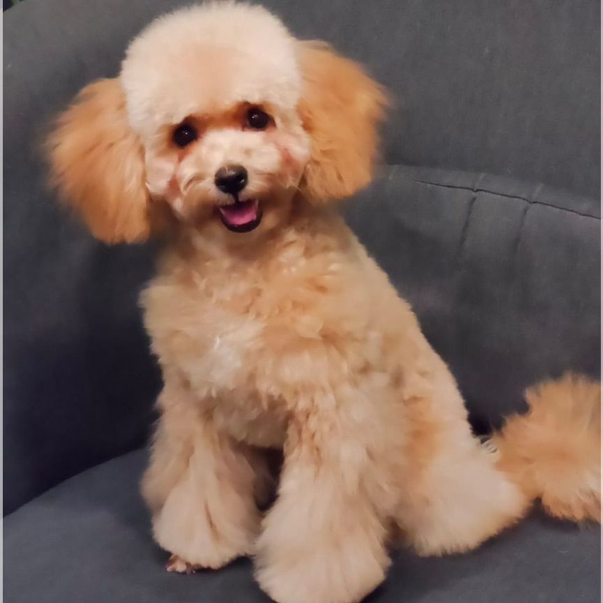 Той-пудель, щенок