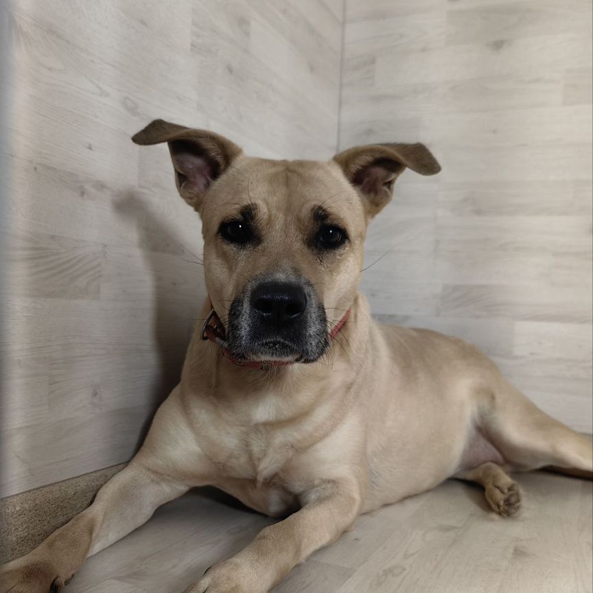 Стаффолабр Кира ищет дом