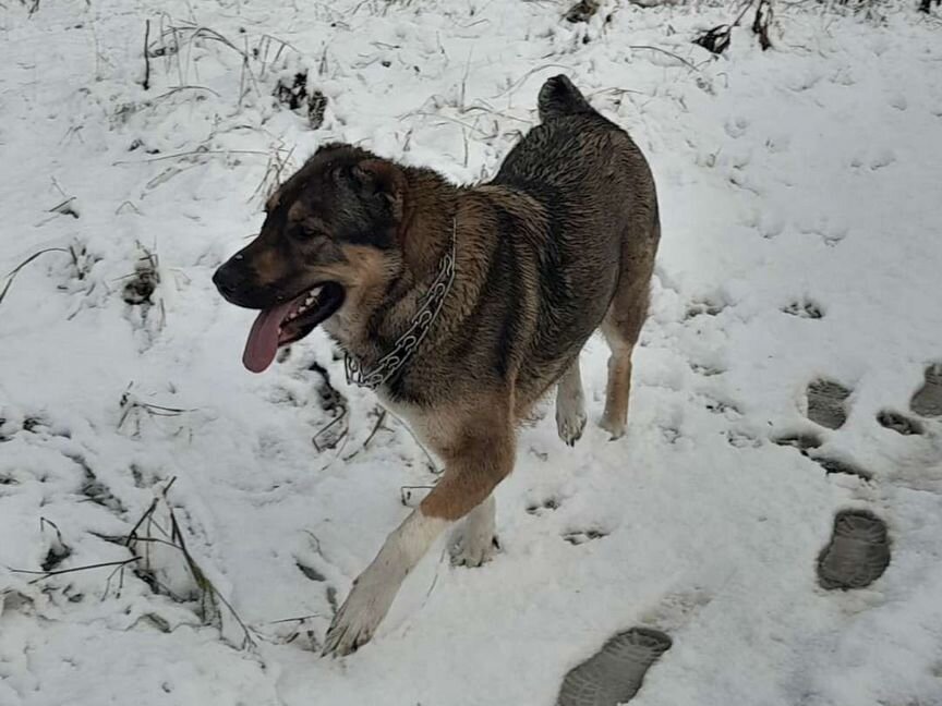 Собака в добрые руки алабай