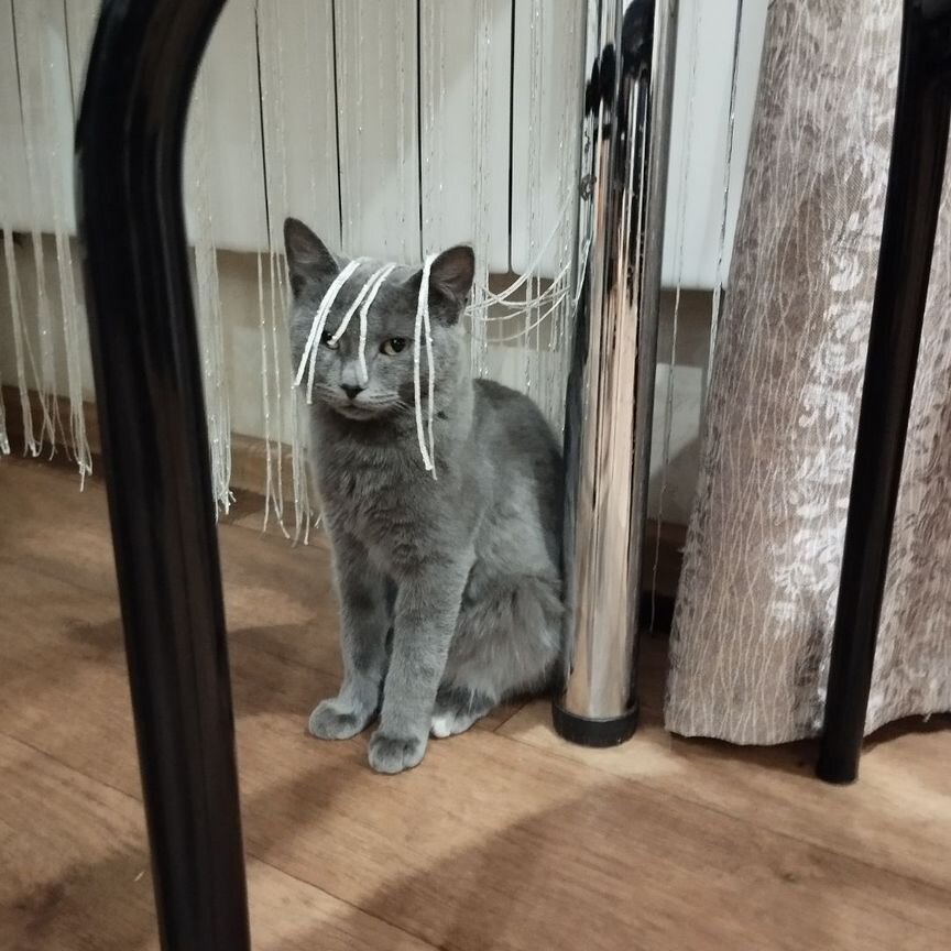 Отдам бесплатно кошечку