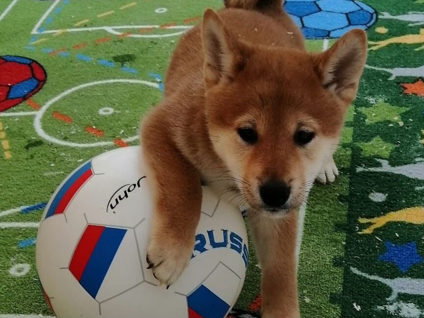 Сиба ину мальчик