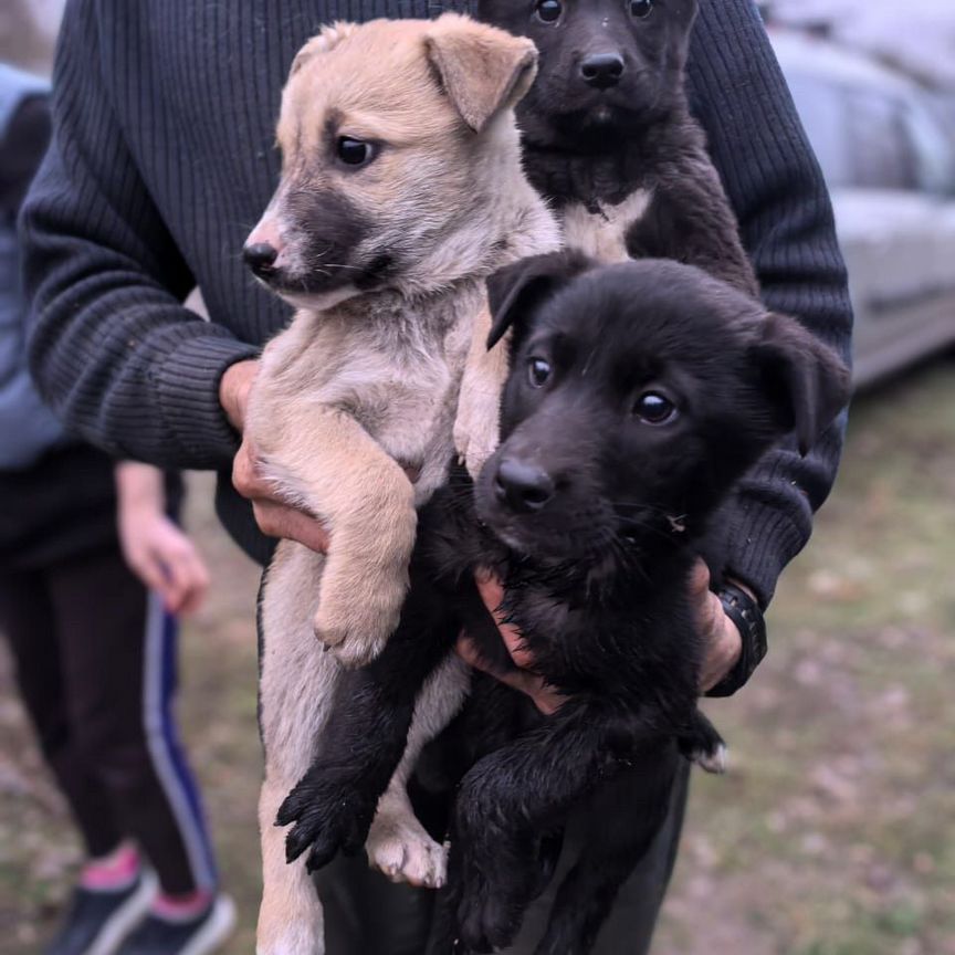 Щенульки от мамы овчаристой