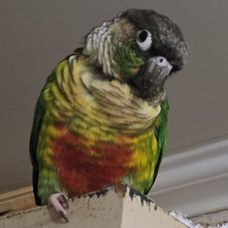 Попугай пирура ручной