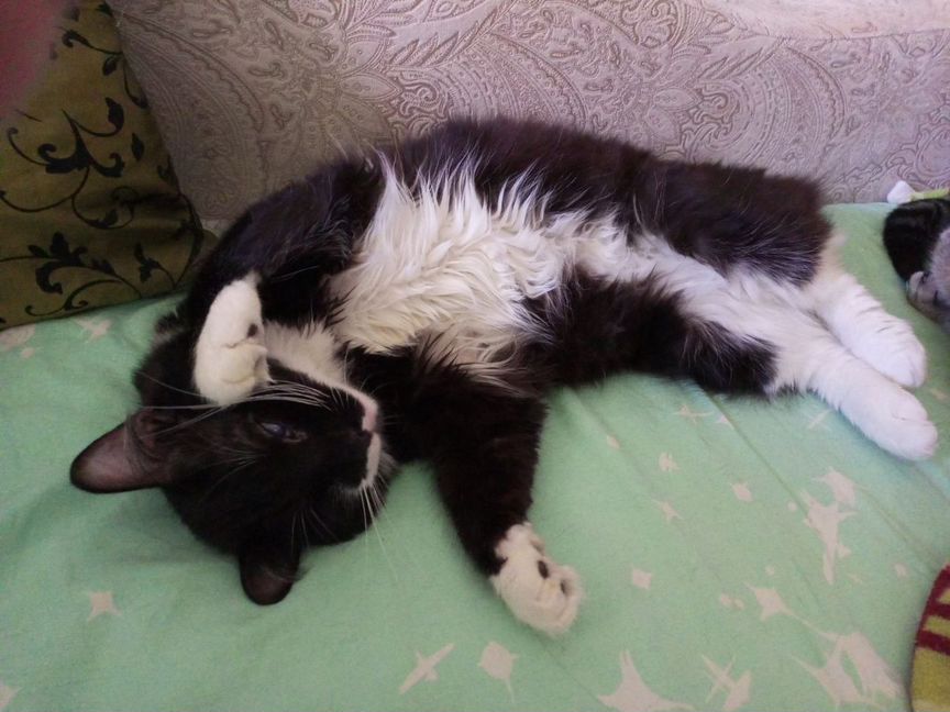 Котенок пушистик