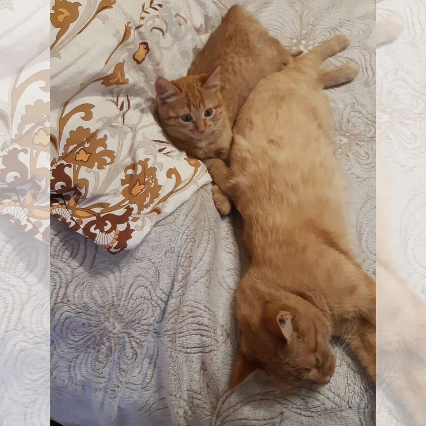 Взрослая кошка в добрые руки