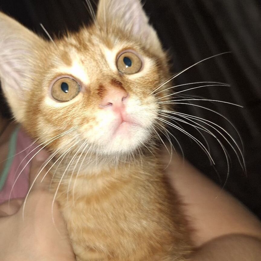 Котёнок помесь мейнкун