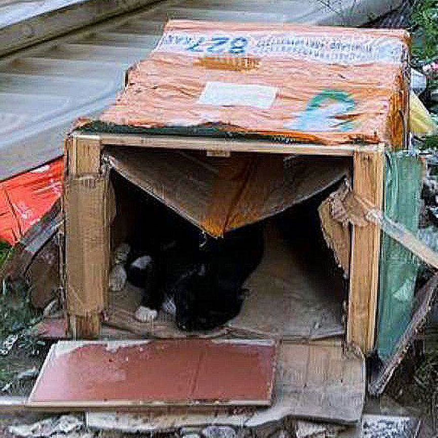 Котик в коробке