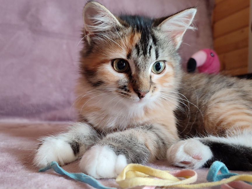 Котëночек Буся