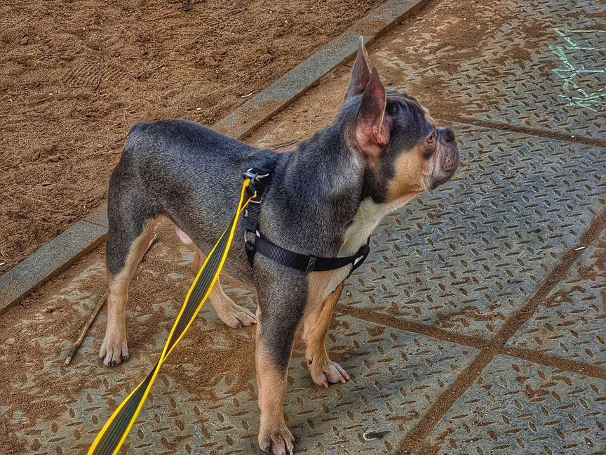 Ищем невесту для французского джигита