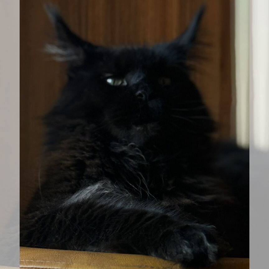 Мейн-кун, взрослый кот