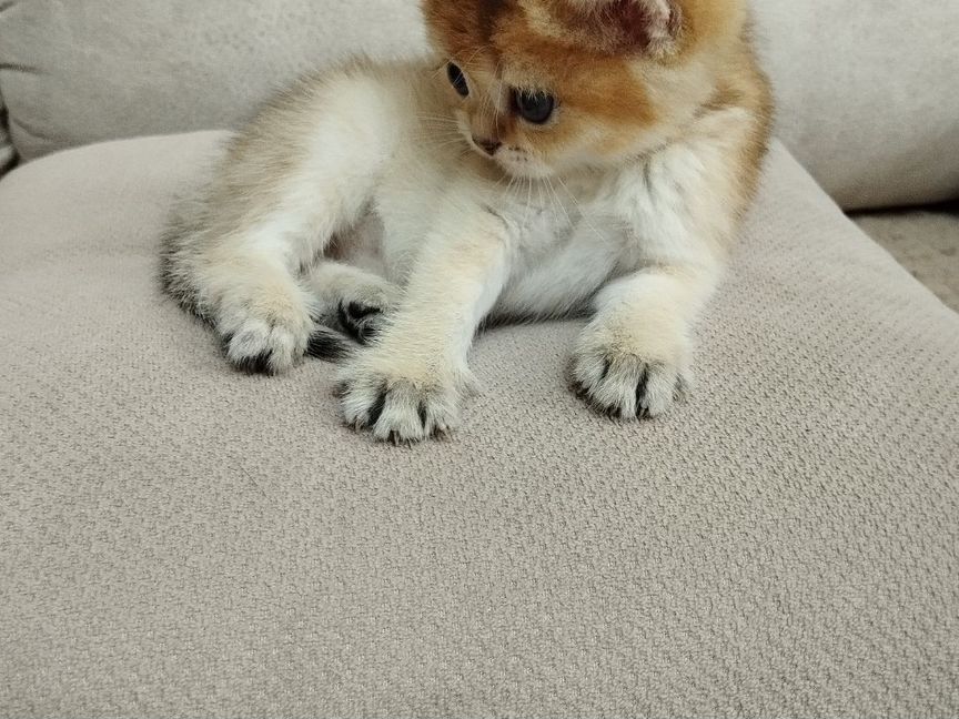 Котята шотландская золотая шиншилла