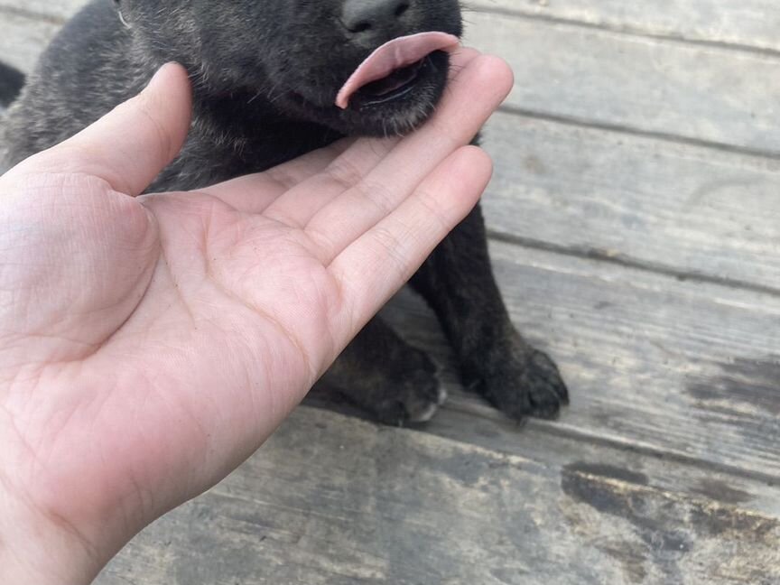 Щенки в добрые руки