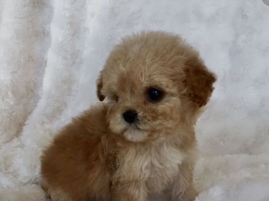 Щенки мальтипу