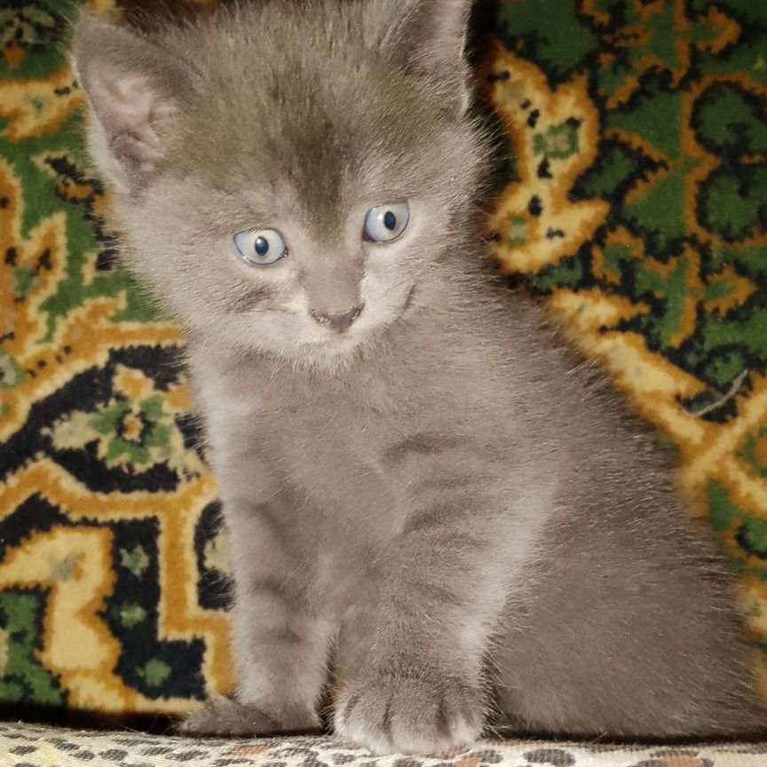 Котенок мальчик в добрые руки