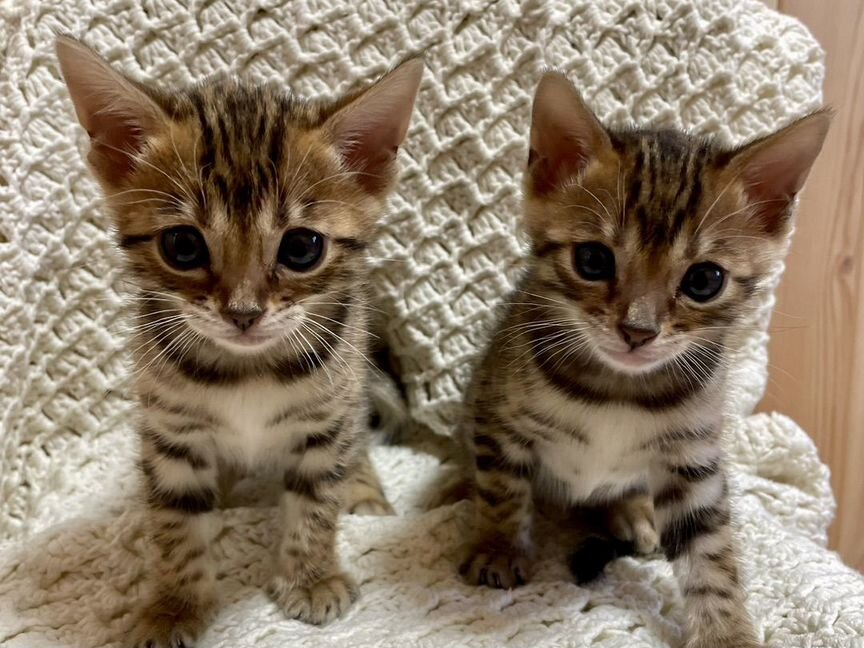 Бенгальские котята