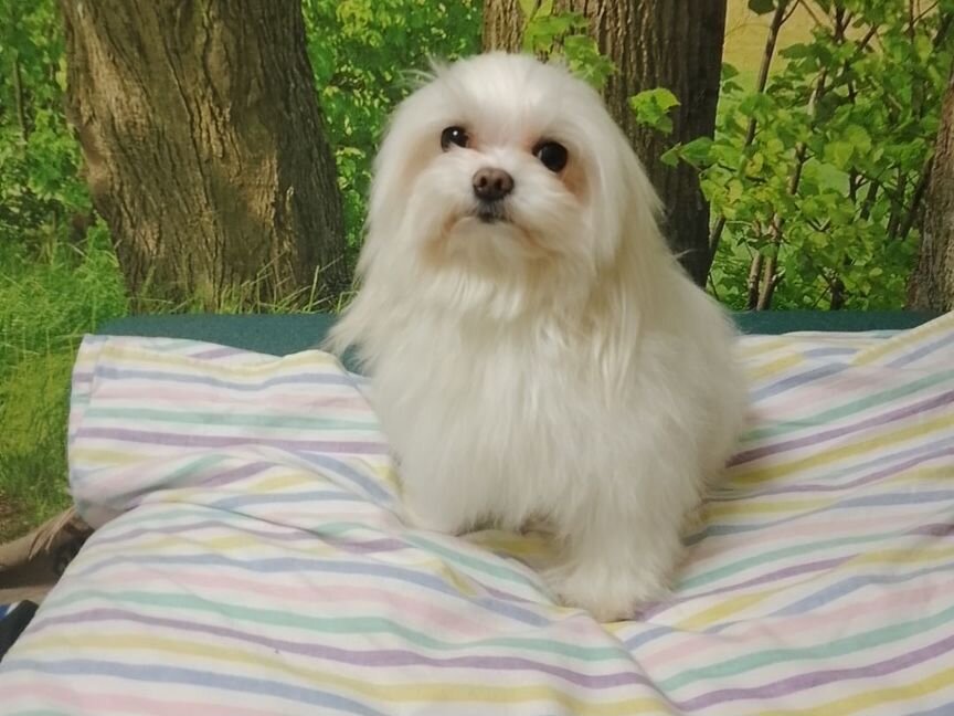 Мальтийская болонка мальчик