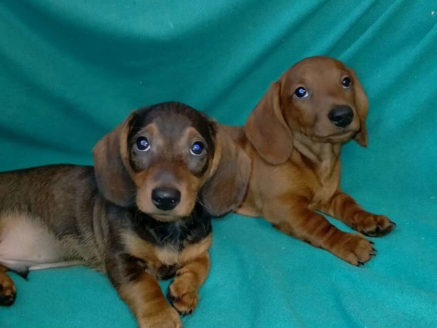 Щенки таксы